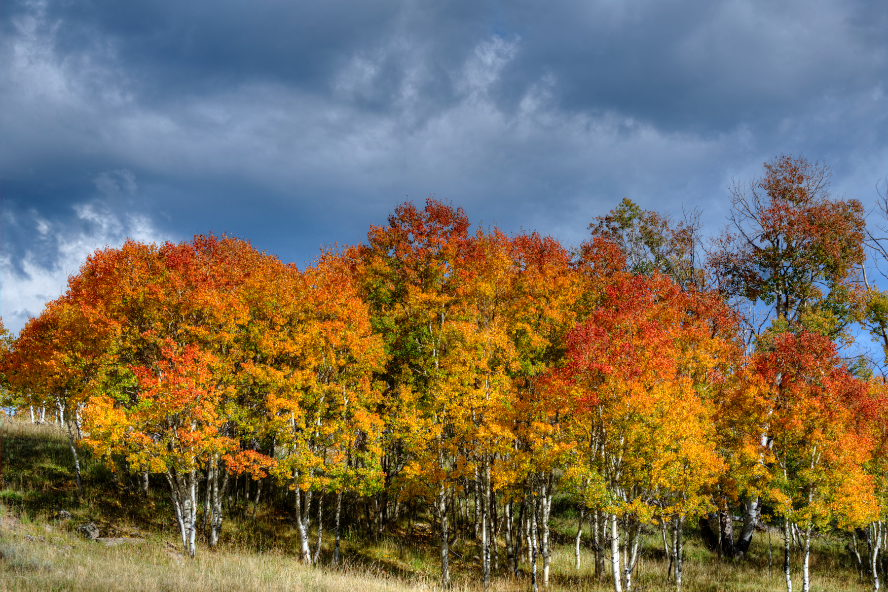 Multicolor trees | Uncompahgre Plateau Colorado | Gary Silvey Photography