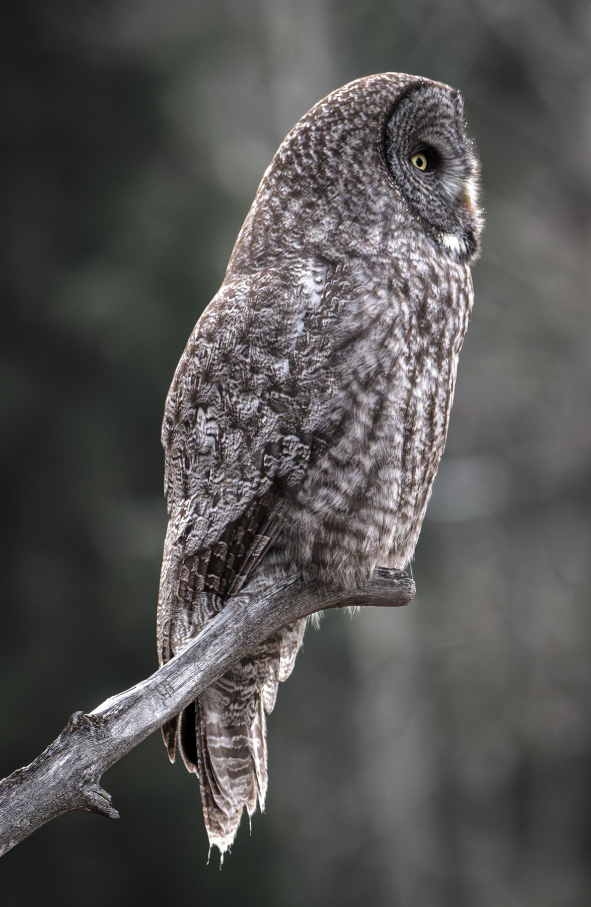 Great Grey Owl in Profile | Grand Teton NP | Gary Silvey Photography