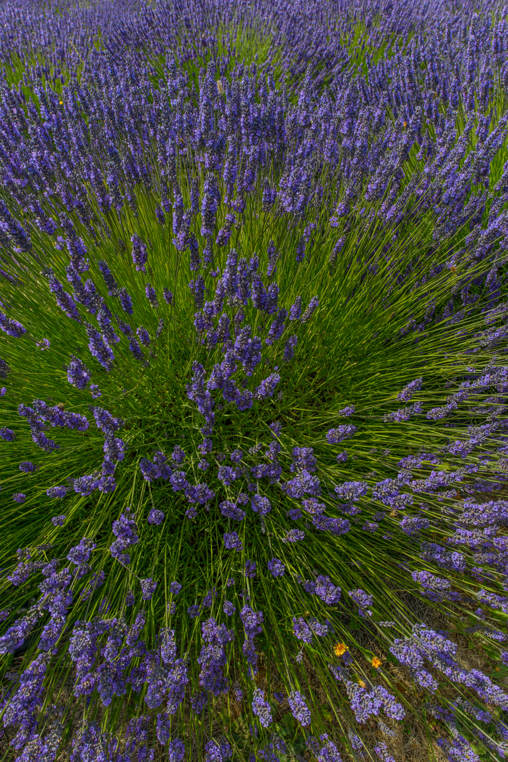 Lavender Plant | Washington State | Gary Silvey Photography